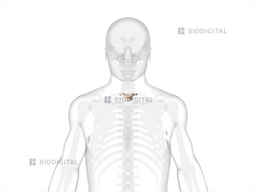 First thoracic vertebra | BioDigital Anatomy
