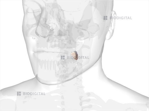 Left mandibular third molar | BioDigital Anatomy