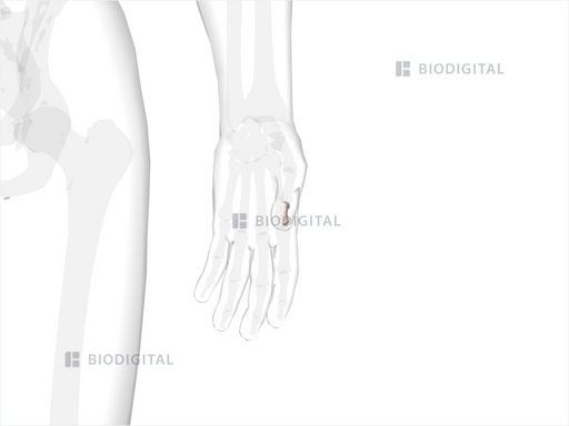 Distal phalanx of left thumb | BioDigital Anatomy
