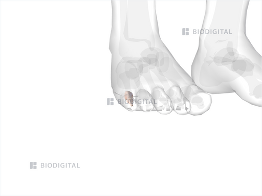 Phalanges of right fifth toe | BioDigital Anatomy