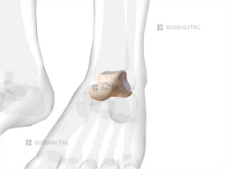 Left talus | BioDigital Anatomy