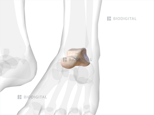 Left talus | BioDigital Anatomy