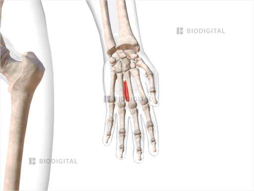 Third dorsal interosseous muscle of left hand | BioDigital Anatomy