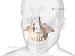 Upper jaw | BioDigital Anatomy