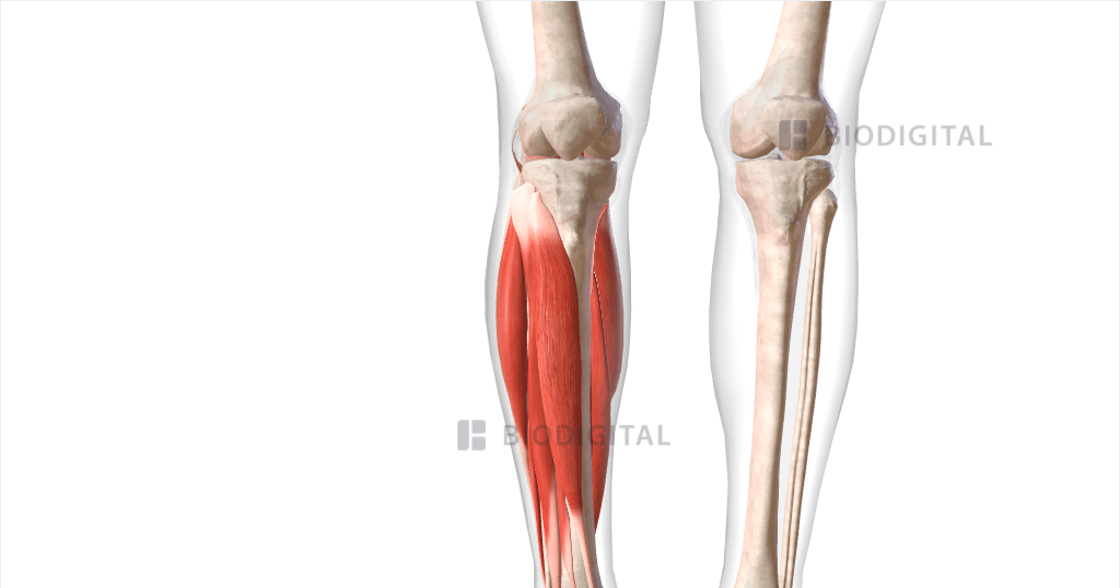 Leg Muscles Diagram Unlabeled