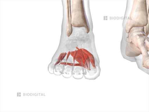 Deep plantar muscles of right foot | BioDigital Anatomy