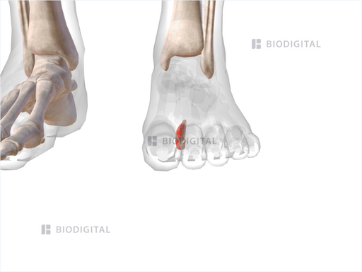 First lumbrical muscle of left foot | BioDigital Anatomy