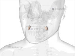Mandibular third molar | BioDigital Anatomy