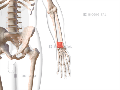 Left pronator quadratus | BioDigital Anatomy