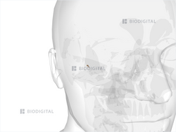 Right incus | BioDigital Anatomy