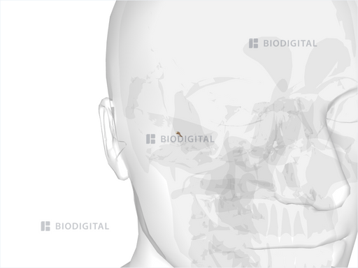 Right incus | BioDigital Anatomy
