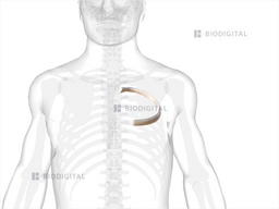 Left fourth rib | BioDigital Anatomy