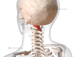 Left rectus capitis posterior major | BioDigital Anatomy