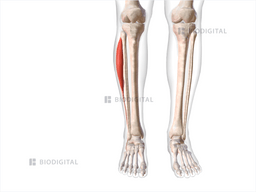 Right fibularis longus | BioDigital Anatomy
