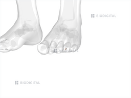 Distal phalanx of left fourth toe | BioDigital Anatomy