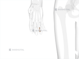 Middle phalanx of right ring finger | BioDigital Anatomy