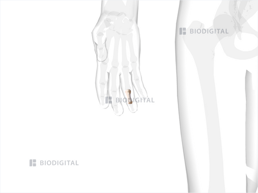 Middle phalanx of right ring finger | BioDigital Anatomy