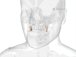 Maxillary second molar | BioDigital Anatomy
