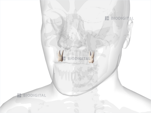 Maxillary second molar | BioDigital Anatomy