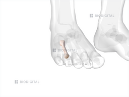 Right fourth metatarsal | BioDigital Anatomy