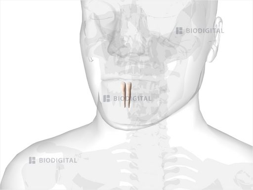 Mandibular central incisor | BioDigital Anatomy