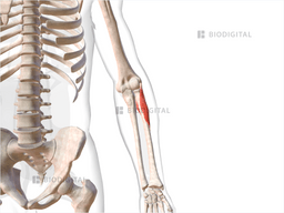 Left supinator | BioDigital Anatomy
