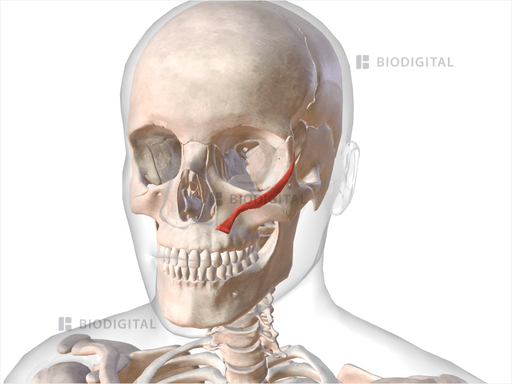 Left zygomaticus minor | BioDigital Anatomy