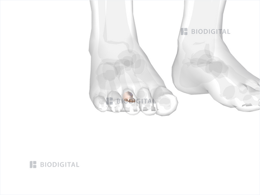 Proximal phalanx of right third toe | BioDigital Anatomy