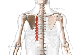 Right levatores costarum | BioDigital Anatomy