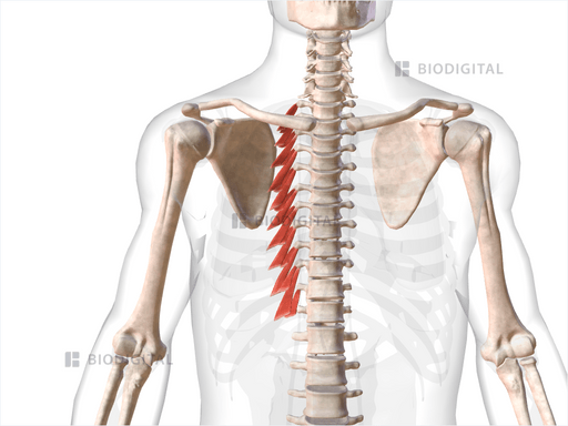Right levatores costarum | BioDigital Anatomy