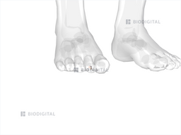 Distal phalanx of right second toe | BioDigital Anatomy